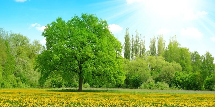 Улаанбаатарт 29-31 хэм дулаан байна - Гэрэл гэгээ